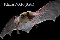 Petak Semai: KELAWAR - KESANNYA PADA KITA (Part 1)