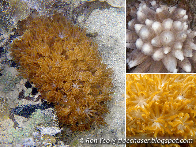tHE tiDE cHAsER: Soft Corals (Phylum Cnidaria: Order Alcyonacea) of ...