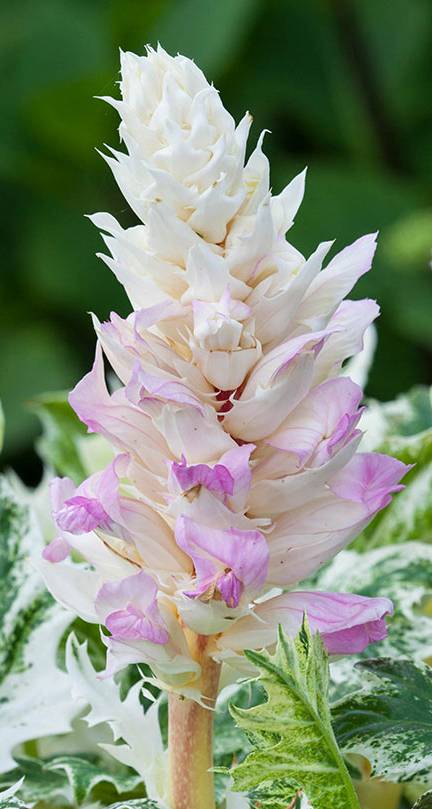 what is the national flower of denmark