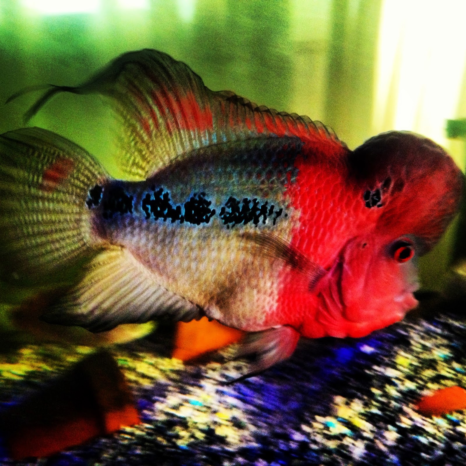 My Pets....: Super Red Dragon Flowerhorn