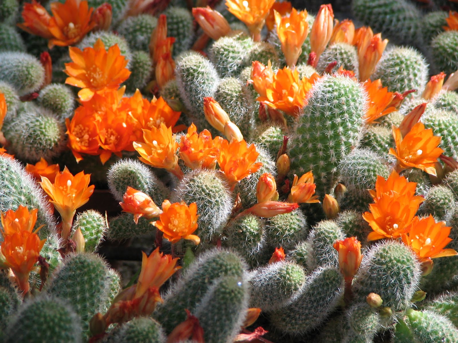 LA MULTI ANI, ROMANIA!: Flori de cactus