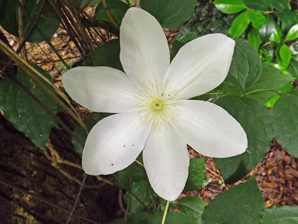 MARIETTE'S BACK TO BASICS: {Our 2013 Clematis lanuginosa 'Candida'}