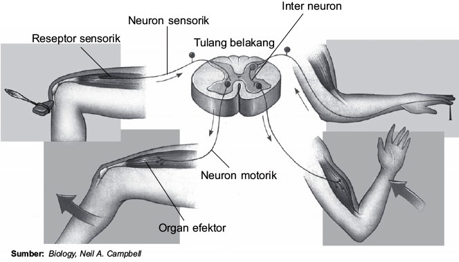Penghantaran Impuls Saraf : Mekanisme dan Prinsip