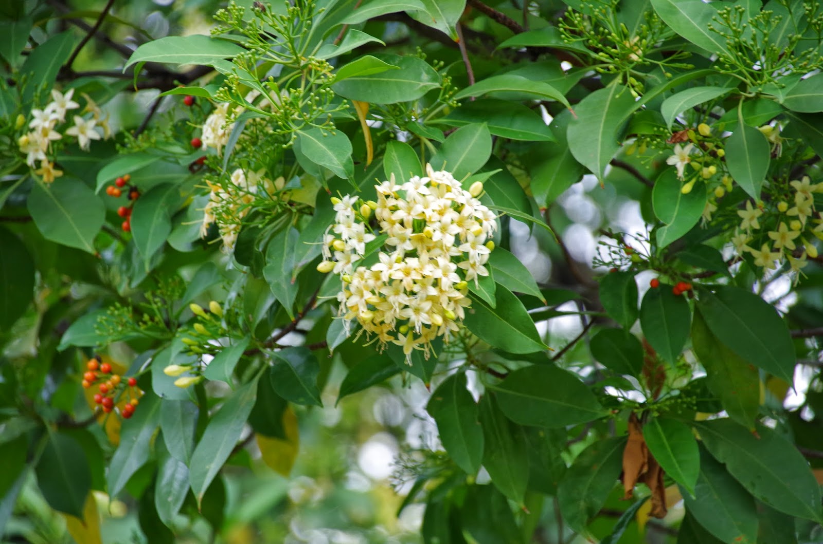 Trees and Plants: Tembusu