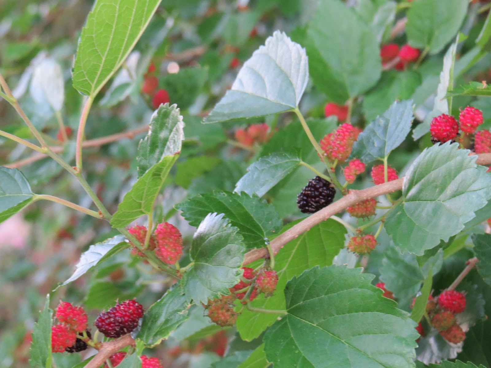 Blackberry Tree Identification