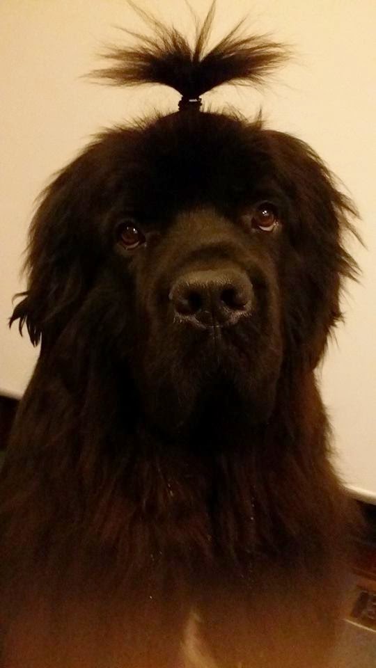 Love My Newfoundland Dog Honeybun and CoCoBaby: 27 July 2014 Honeybun ...