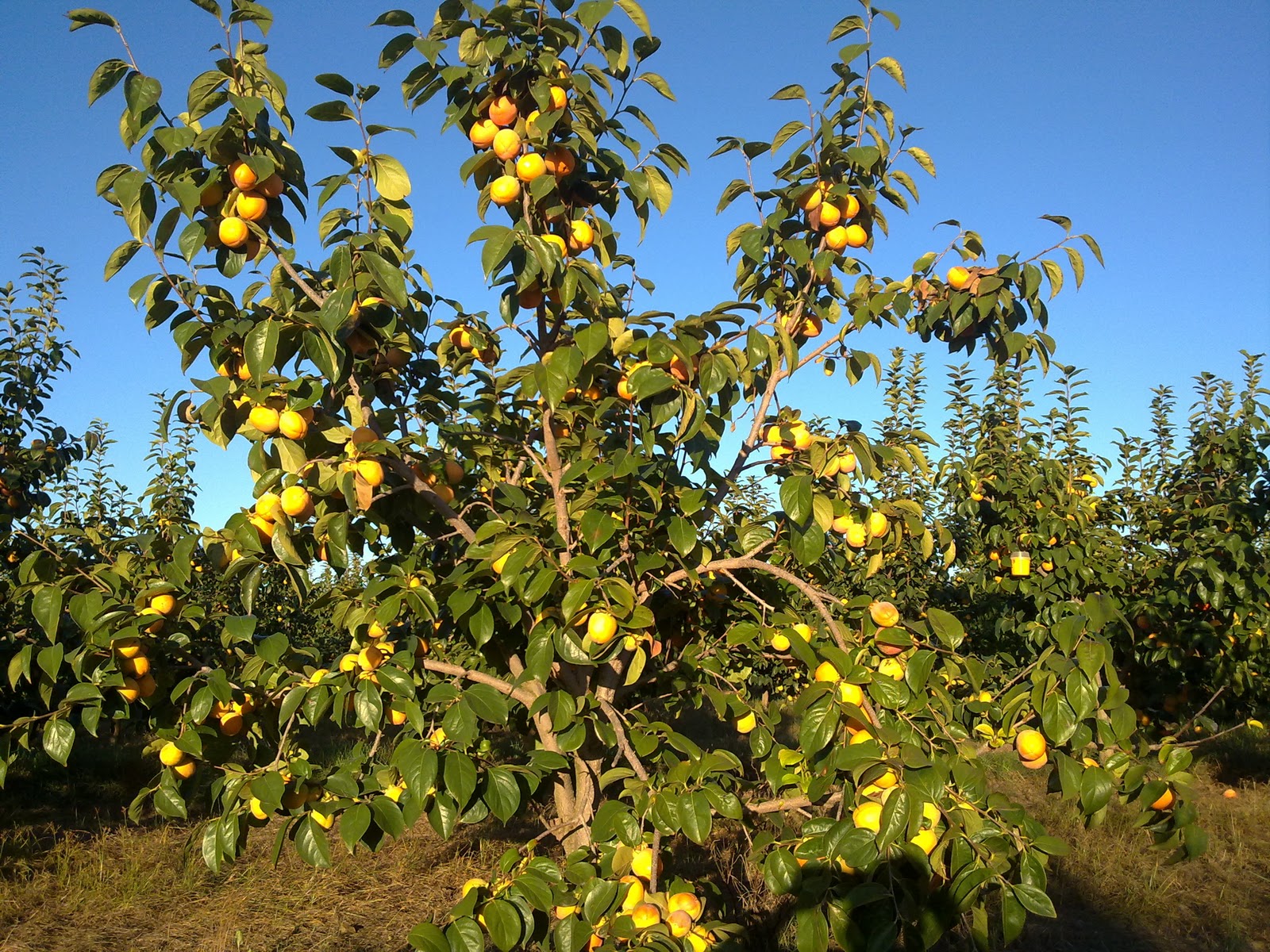 Kaki Persimon de Valencia: Galería de fotos y curiosidades