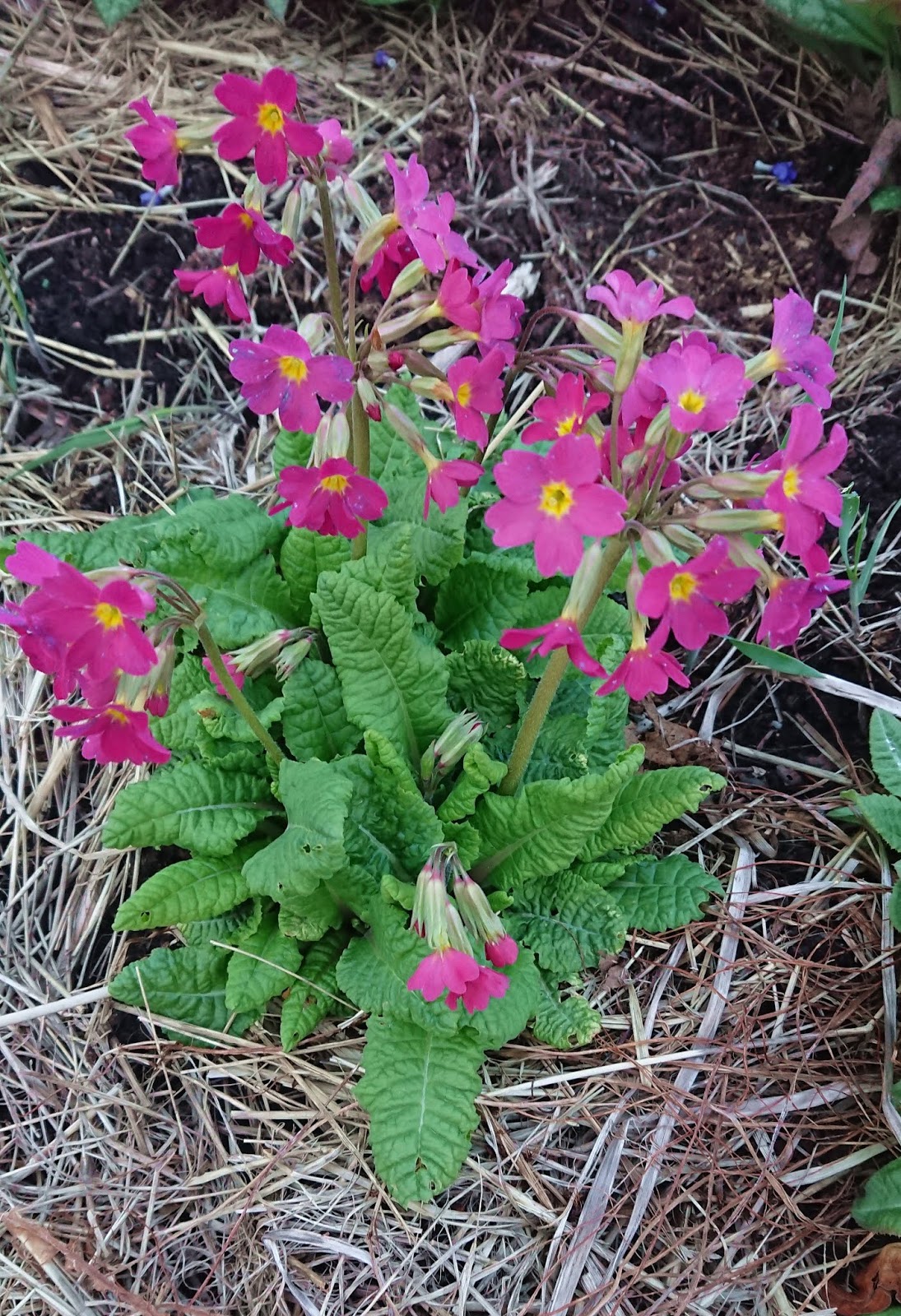FFF: Primula elatior ssp. meyeri