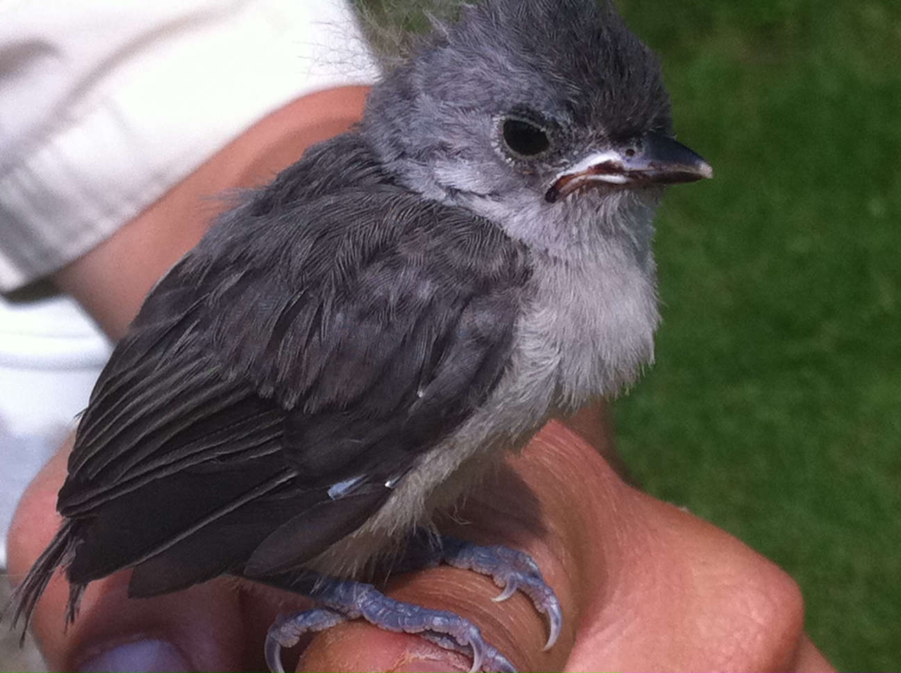 KY Natural Inquirer: When You Find a Baby Bird