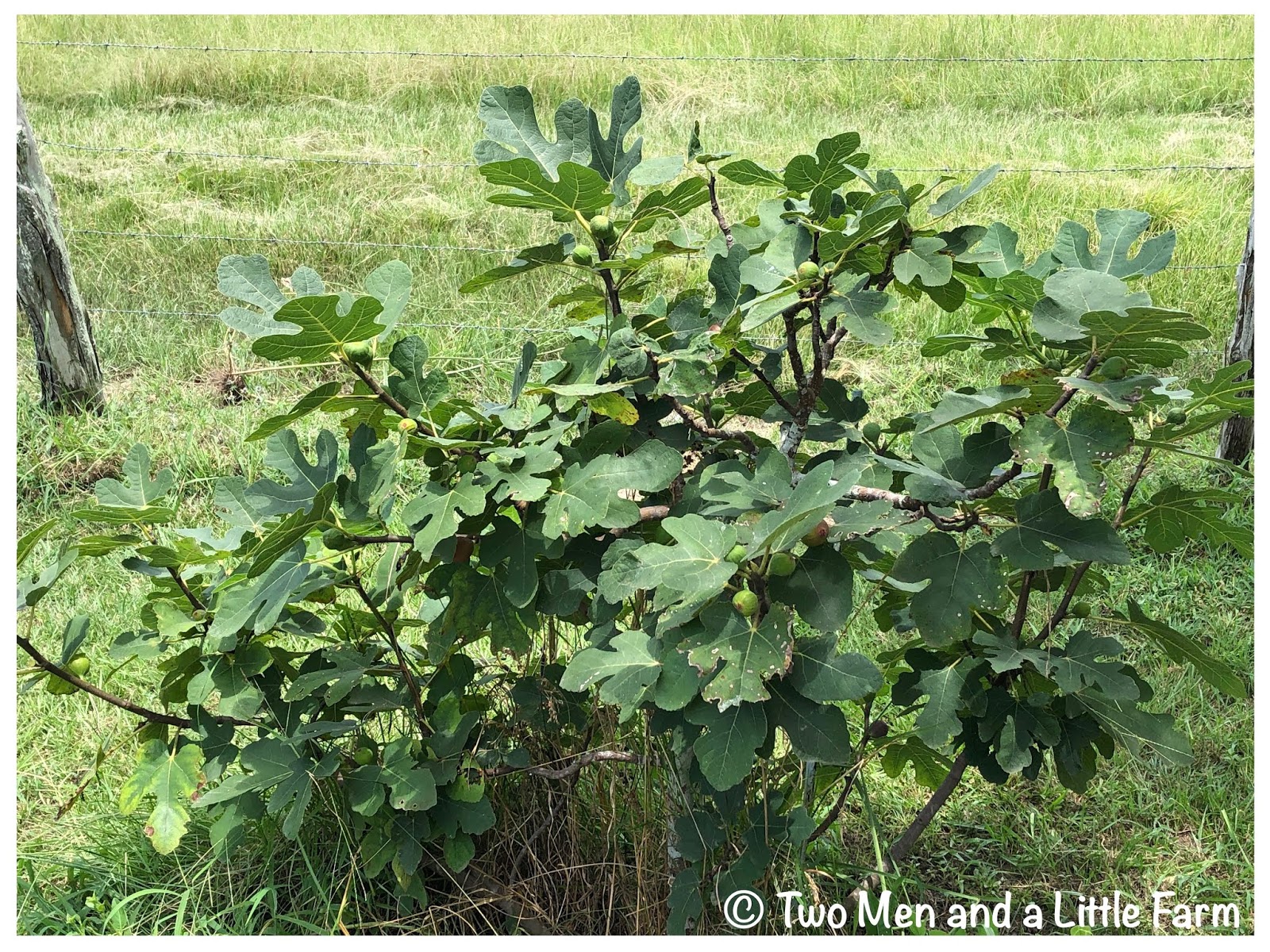 Two Men and a Little Farm