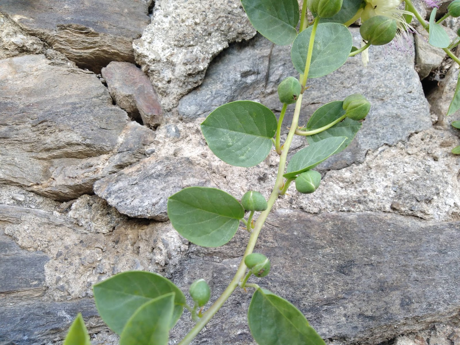 Come Crescere il Cappero (Capparis spinosa) - Coltivazione e Cure | Il ...
