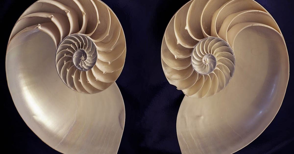 Jim Cox Photos: Cephalopod Shells