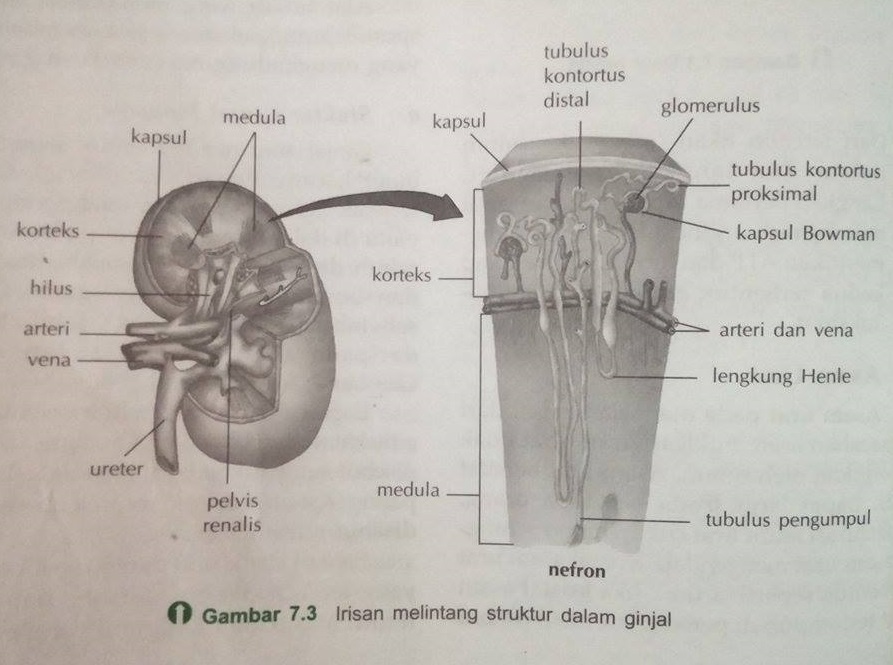 Struktur Ginjal Pada Manusia - Artikel Ilmu