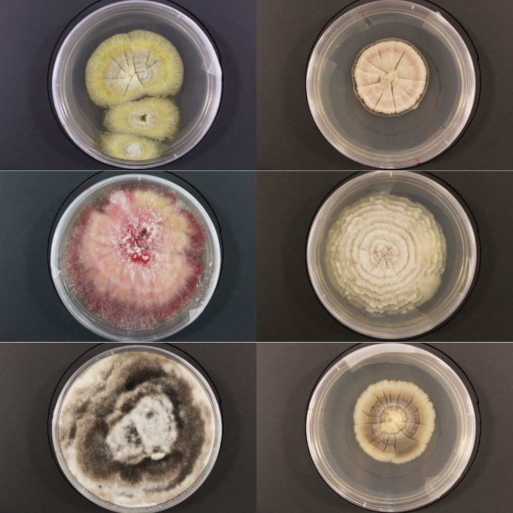 Microbial Seed Treatments - The Future?