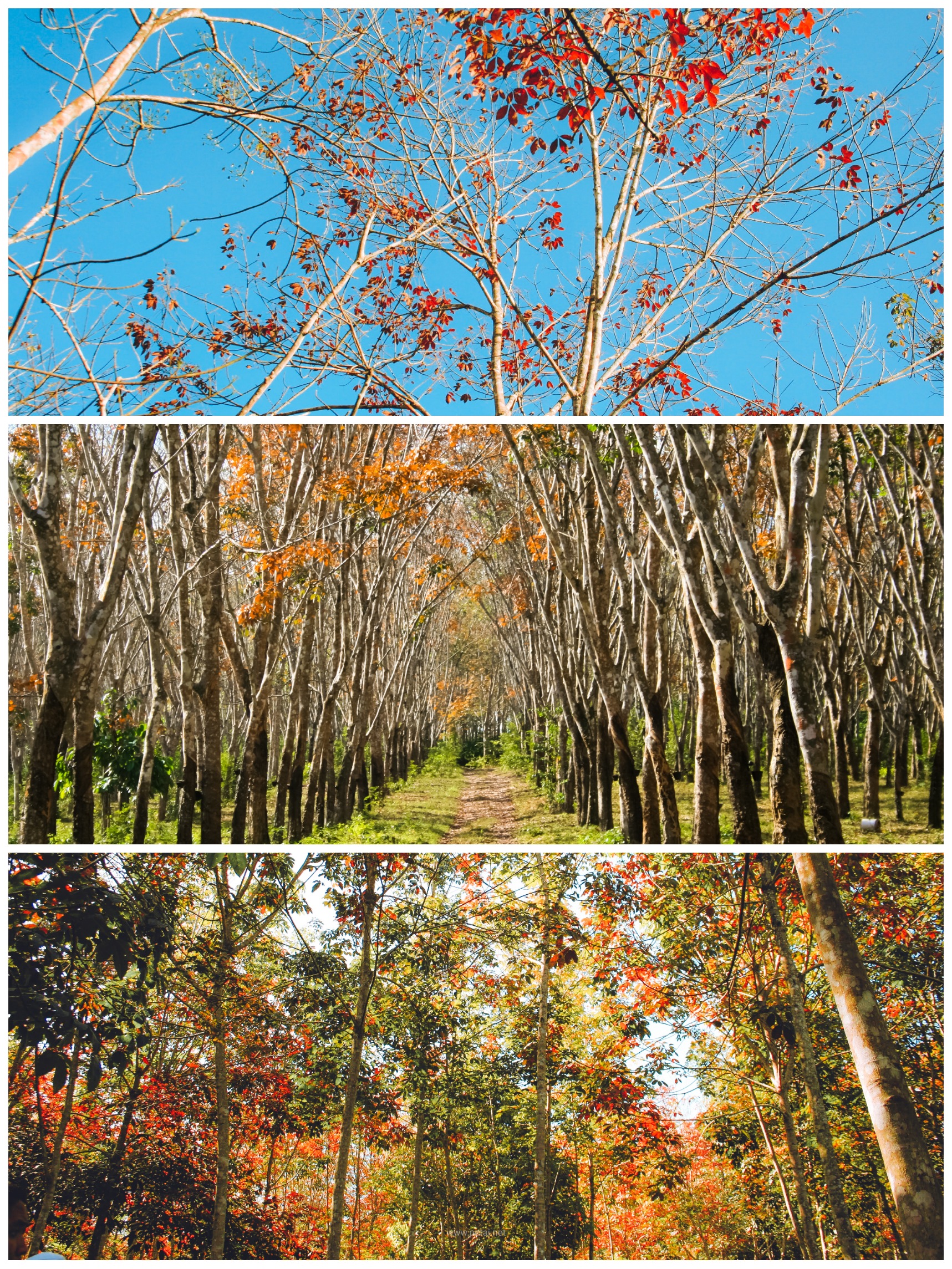 60+ Info Terbaru Gambar Pemandangan Alam Yang Cantik Yang Mudah