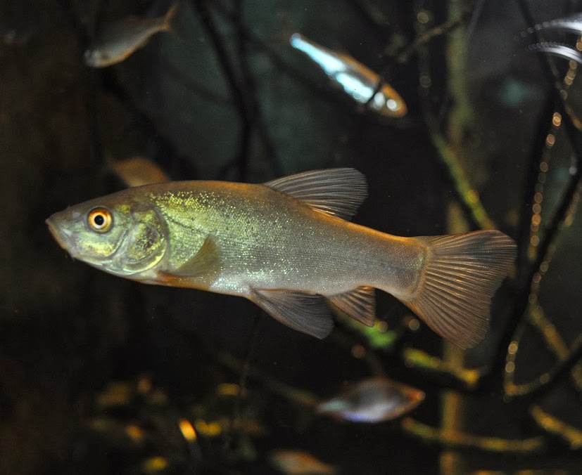 ZOOTOGRAFIANDO (6.100 ANIMALS): TENCA (Tinca tinca)