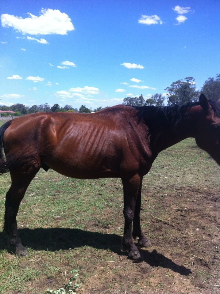 Save a Horse Australia Horse Rescue and Sanctuary: November 2012