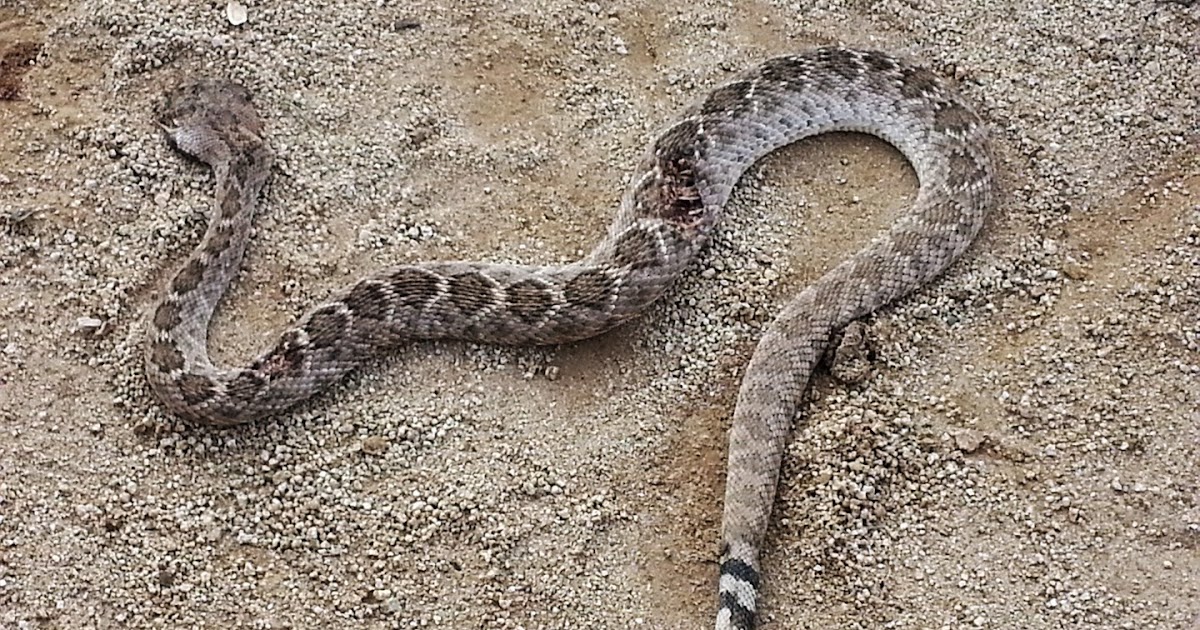 Esoterizona: Dead Rattler