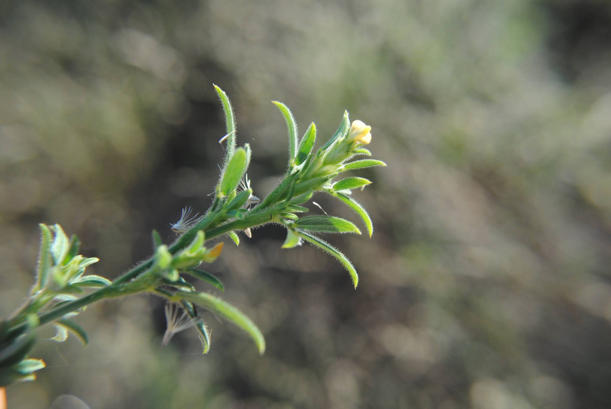 Fabaceae - Leguminosae no Brasil: Stylosanthes