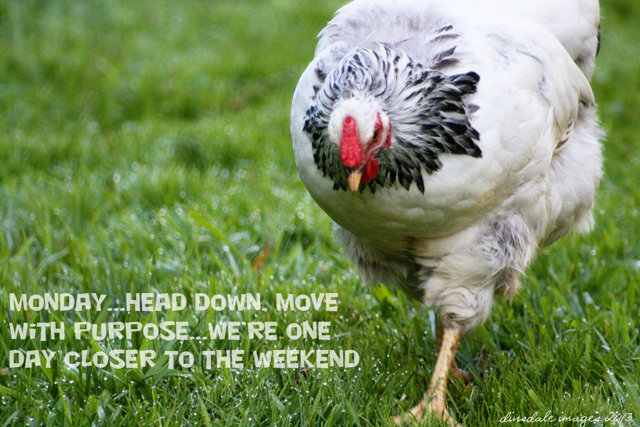 Dinsdale Photo Blog: August 2013