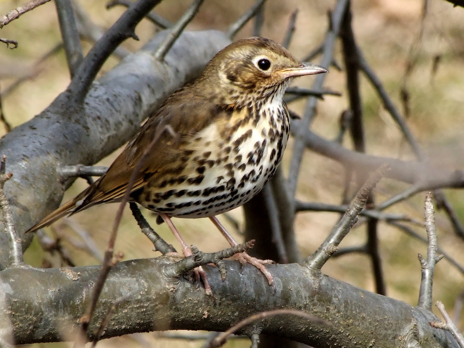 Lumea vieţuitoarelor: Sturzul cântător ( Turdus philomelos )