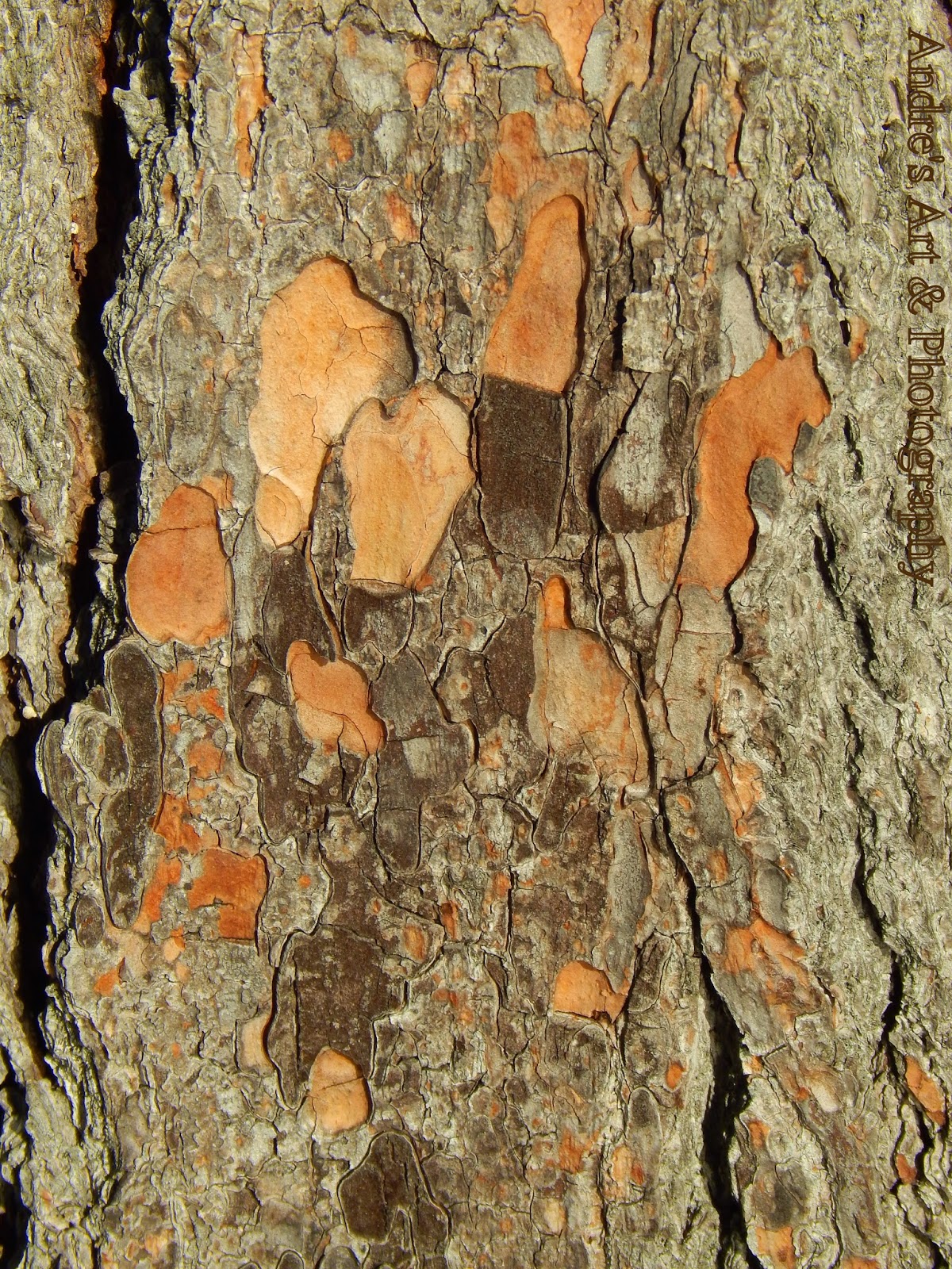 Through The Camera's Eyes: Andre's Photography Blog: Bark Of The Oak Tree