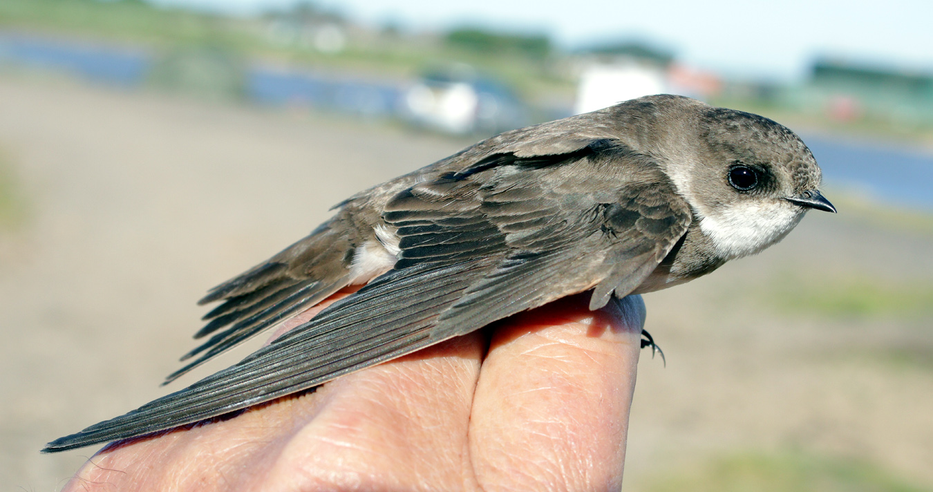 Another Bird Blog: Martin Morning
