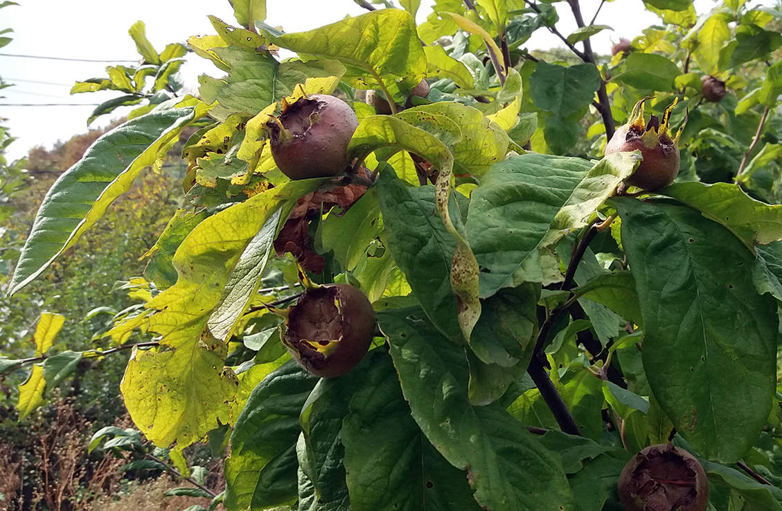 Blogul Simonei: Moșmon