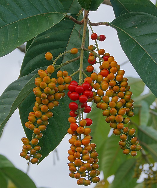 Novidades da Plantamundo: Banana Thousand Fingers - Mudas de Lupulo ...