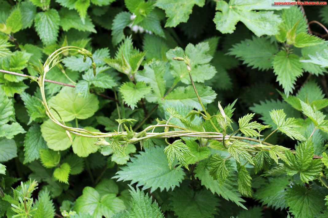 Sauvagement-Bon: Sauté de liane en liane