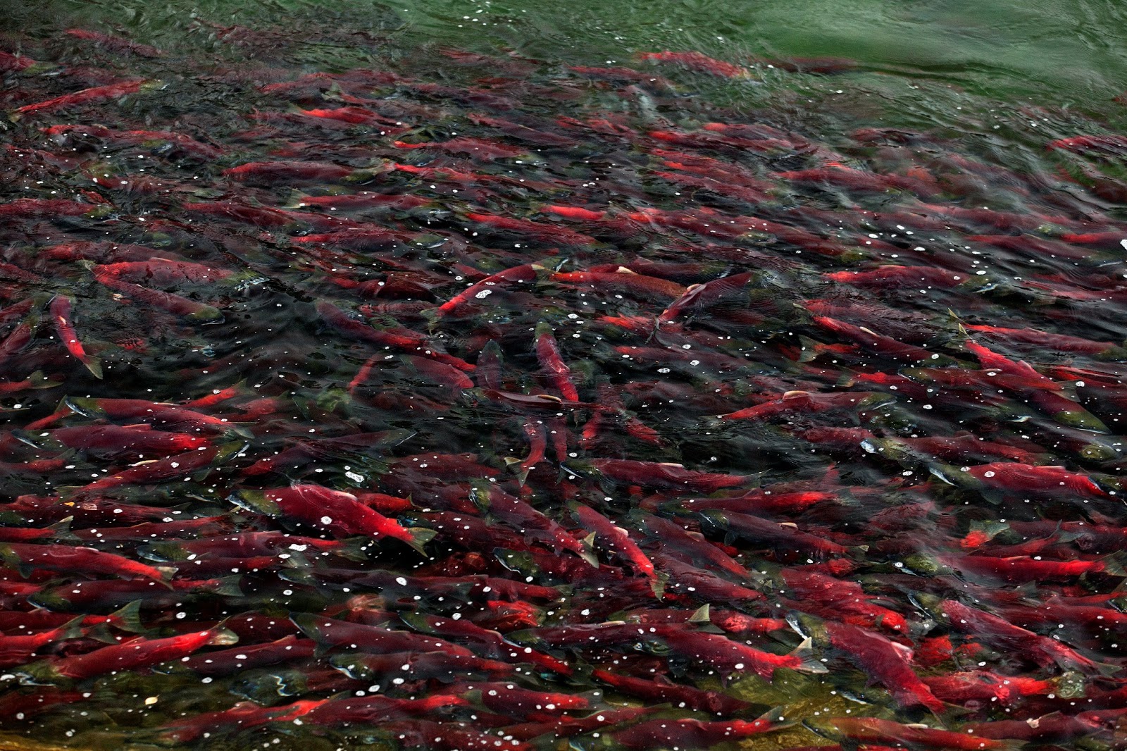 Climate Change: A threat to PNW Salmon Species: A treasured PNW Species