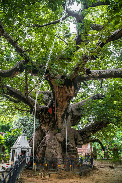 Parijat Tree - a rare tree in the most unexpected of places!