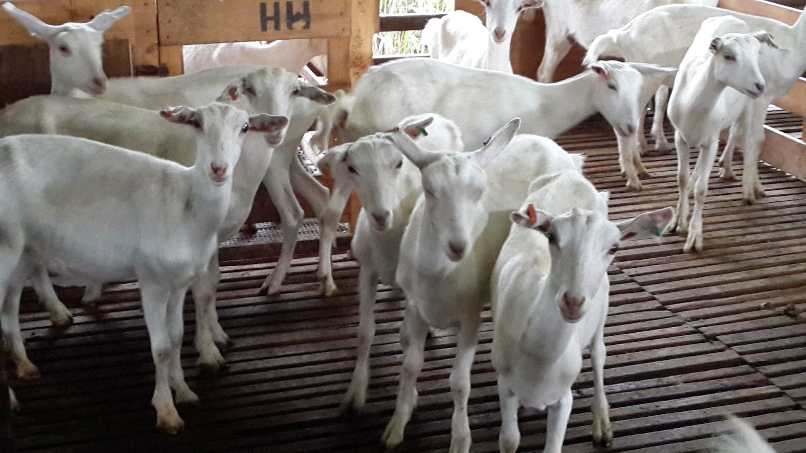 GALERI GAMBAR AKTIVITI PENTERNAKAN KAMBING MTZ FARM PERAK: Sekitar ...