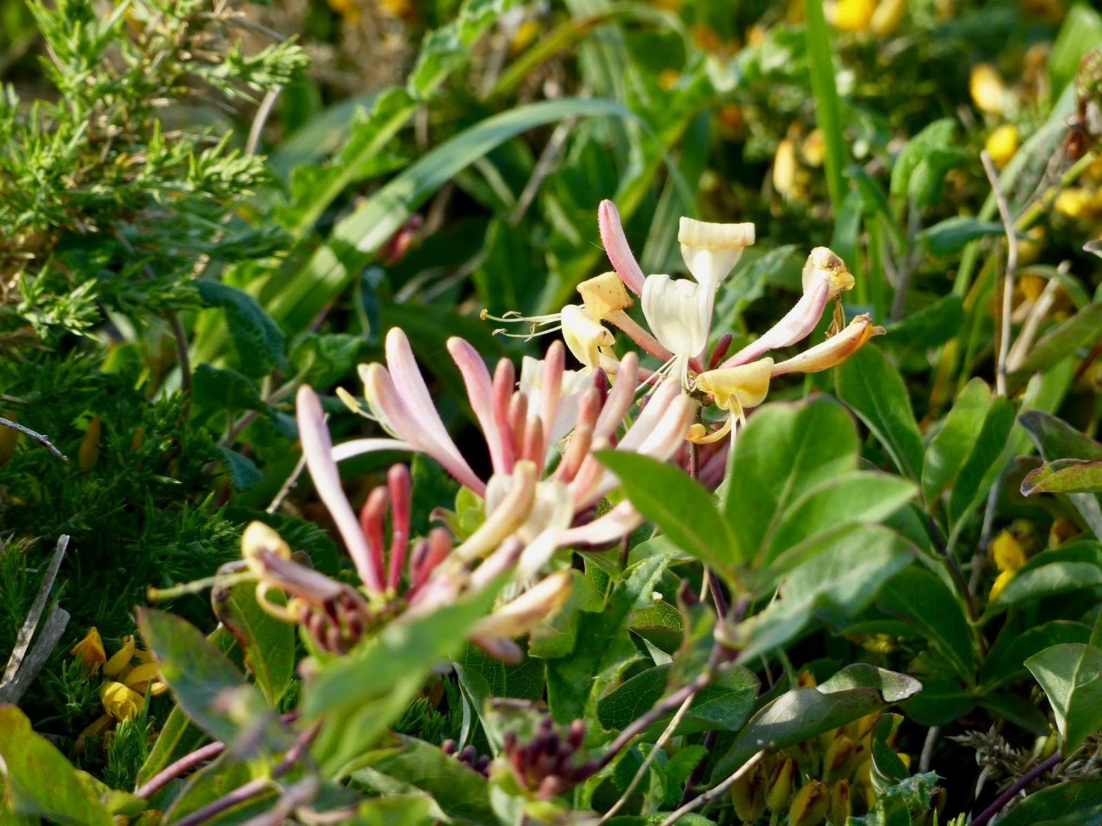 Jour apres jour: Chevrefeuille sauvage