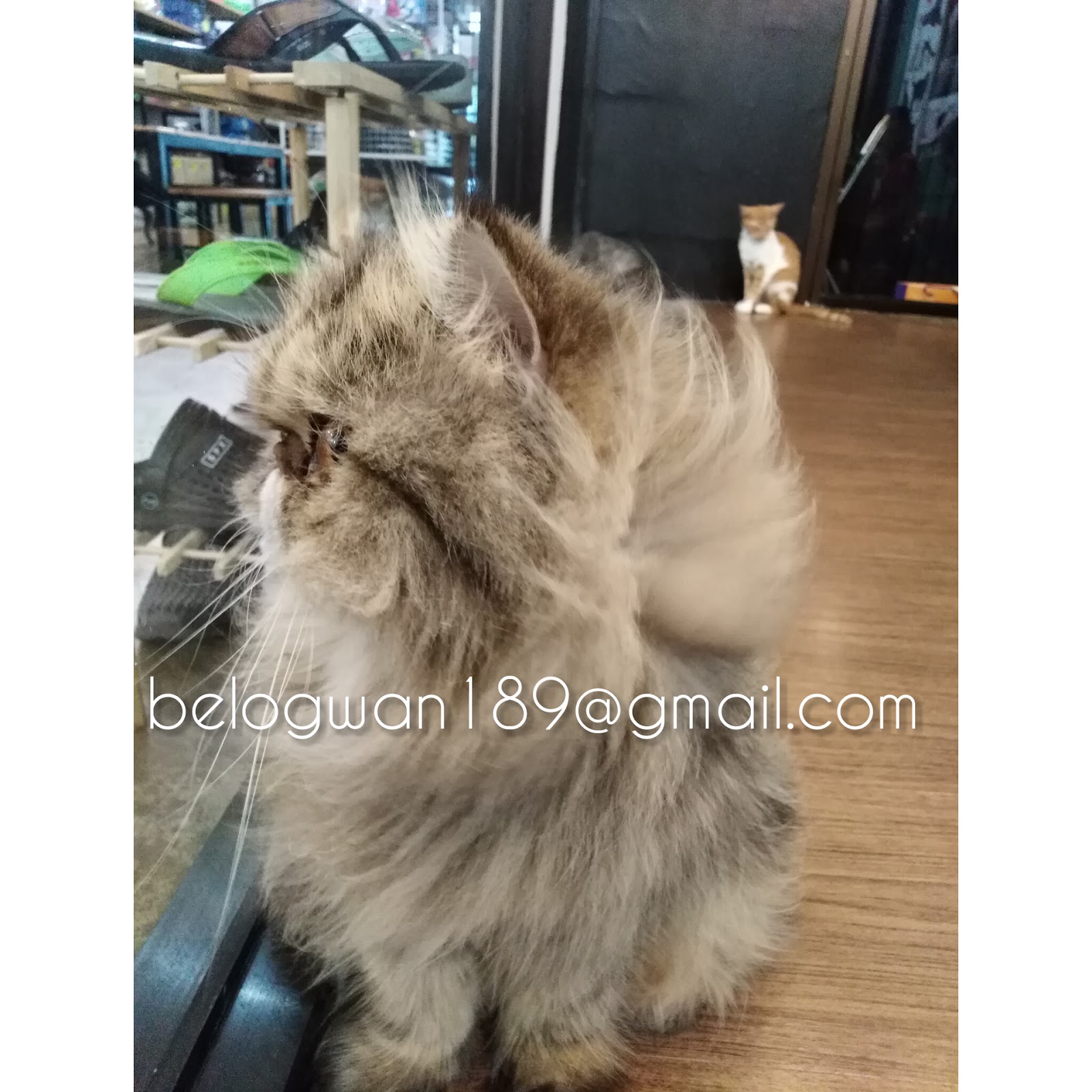 My HidOp: (MELAKA) Cat walk studio tempat untuk pencinta kucing!