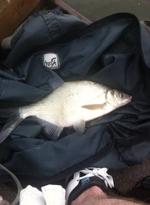 UK fishing venues: Cawood Park - Catch Review