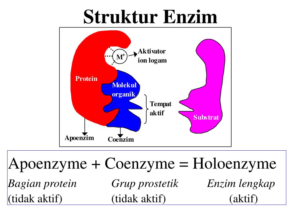 Struktur Enzim Apoenzim dan Koenzim - Biologi Edukasi: Belajar Sains ...