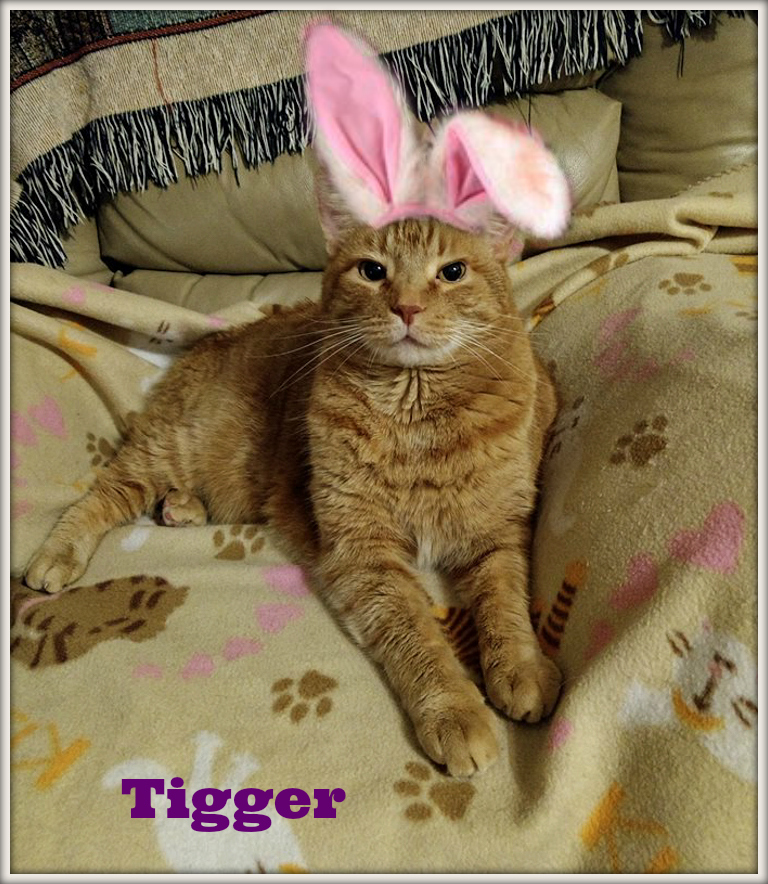 Peaches and Paprika: Cats of the Month - Tigger & Tony - April 2020
