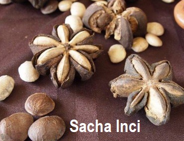 Anim Agro Technology: KEHEBATAN KACANG SACHA INCI (Pt 1)