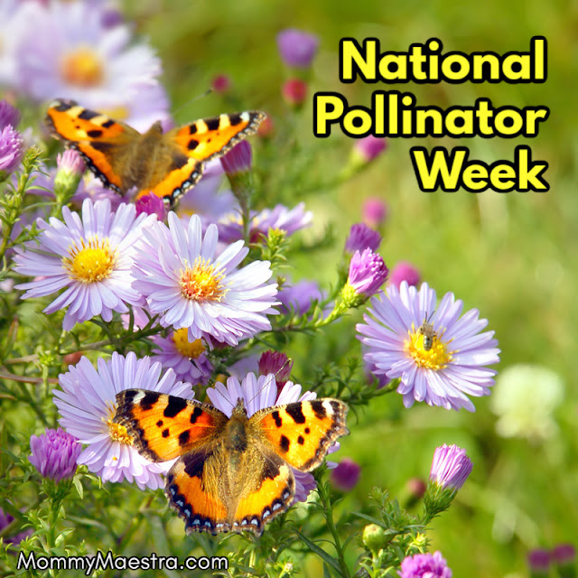 Mommy Maestra: It's National Pollinator Week!