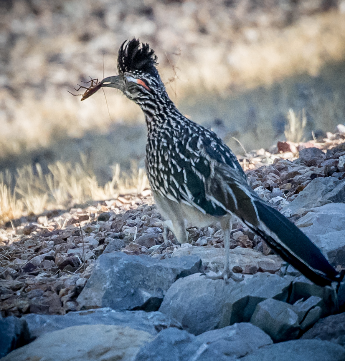 Feather Tailed Stories: 2017