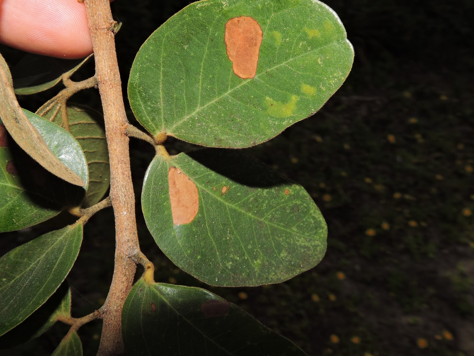 Fabaceae - Leguminosae no Brasil: Hymenaea