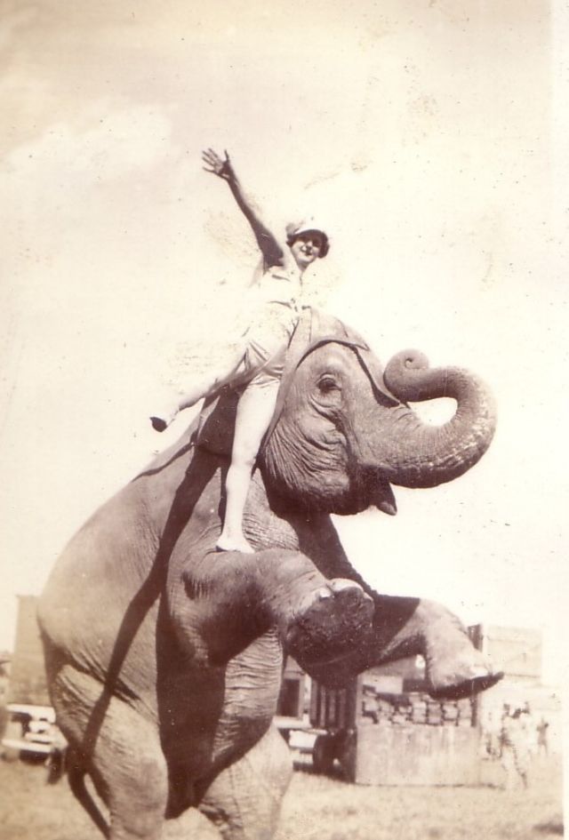 An Elephant Holds a Circus Performer in Its Mouth, 1937 ~ Vintage Everyday