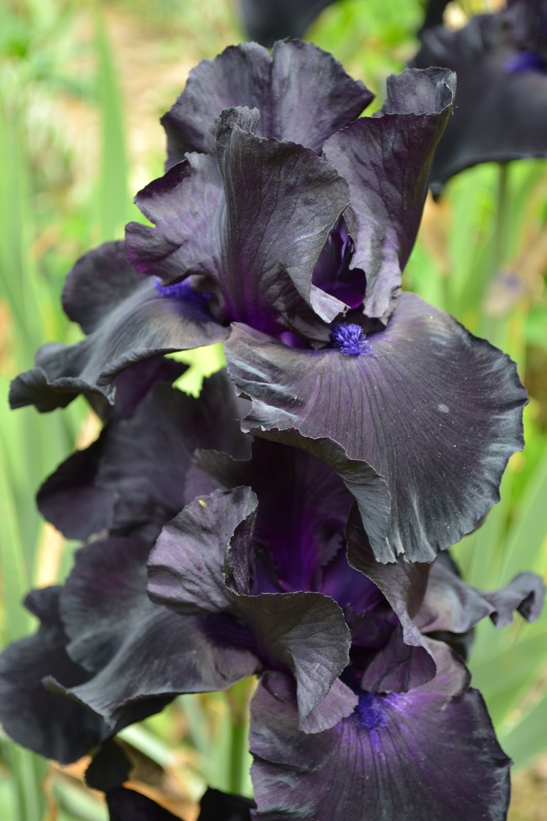 MUSINGS, MEANDERINGS AND MERRIMENT FROM ROSE: SCHREINER'S IRIS GARDENS