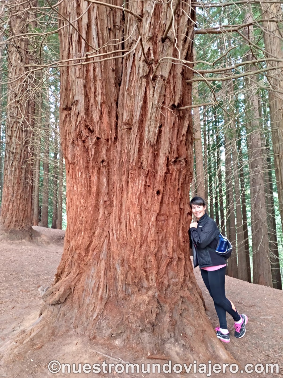 El bosque de secuoyas del Monte Cabezón ~ NUESTRO MUNDO VIAJERO