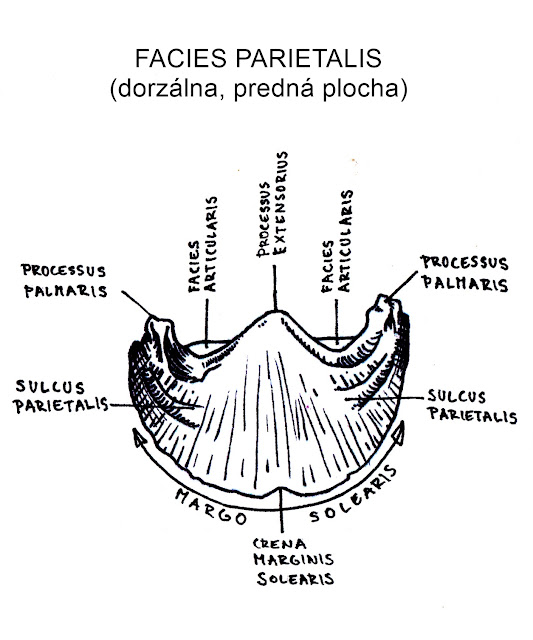 Anatómia kopyta - kosti