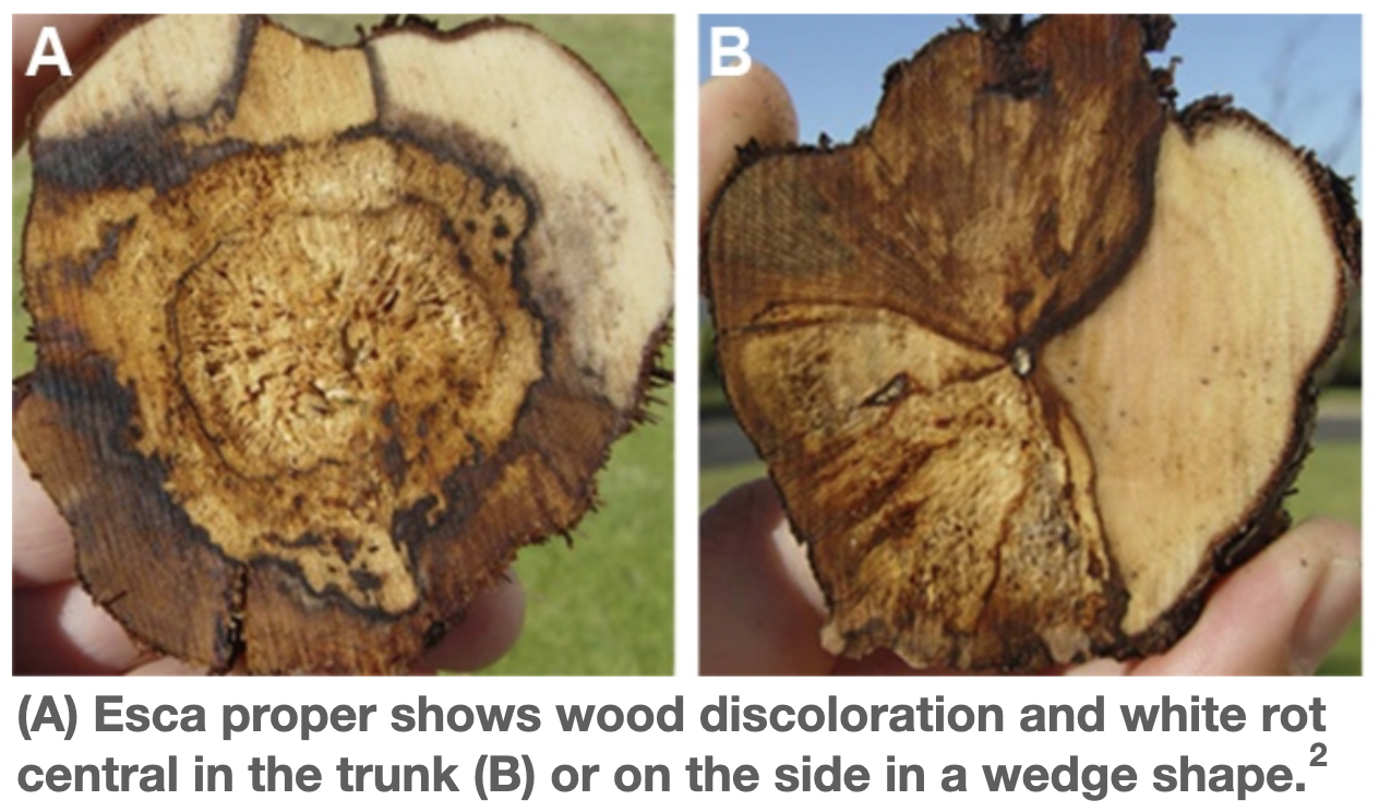 EnoViti: Grapevine Trunk Diseases---Esca