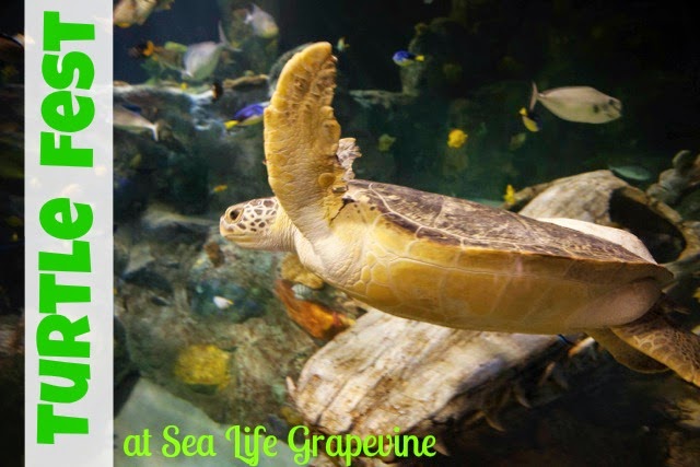 Savor The Days: Turtle Fest at SeaLife Aquarium