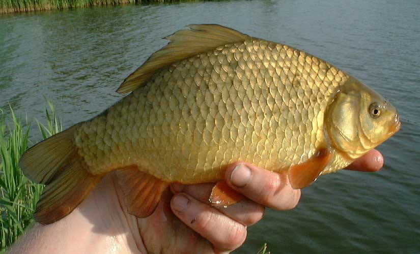 Pecanje saveti: Pecanje karasa