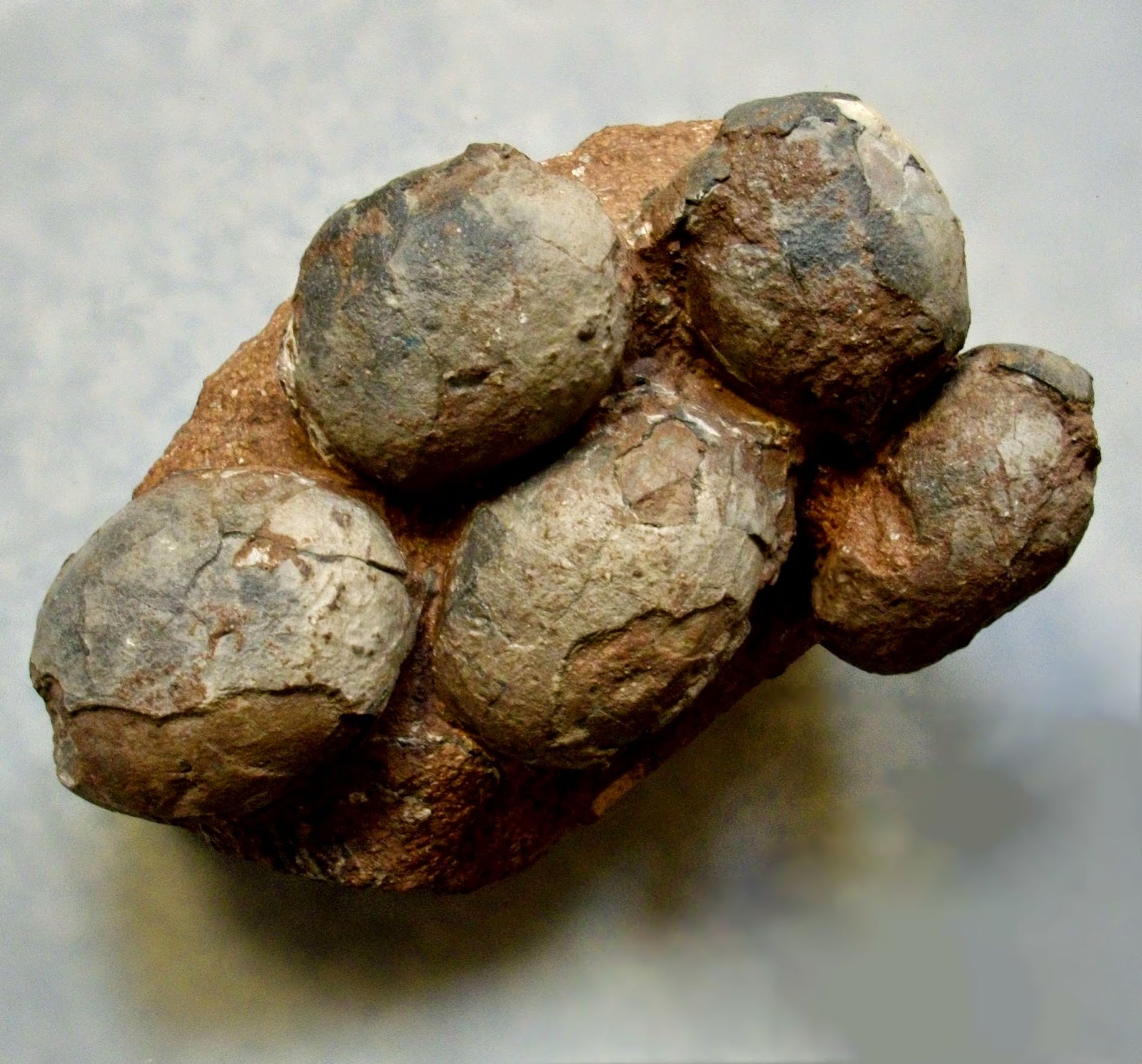 Fakta Menarik Telur Dinosaurus - EDUBIO